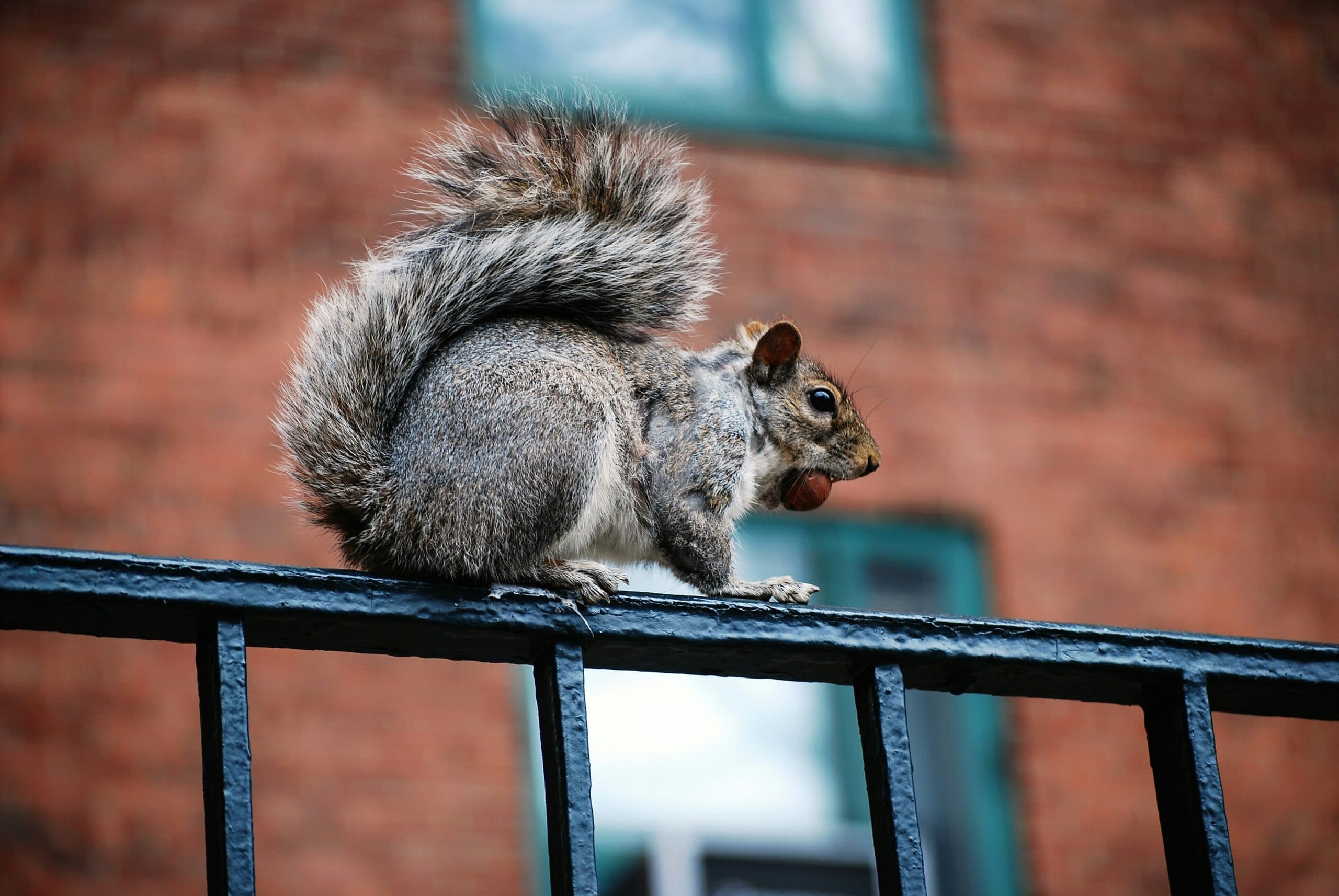 Squirrel Control London - Mercury Pest Control